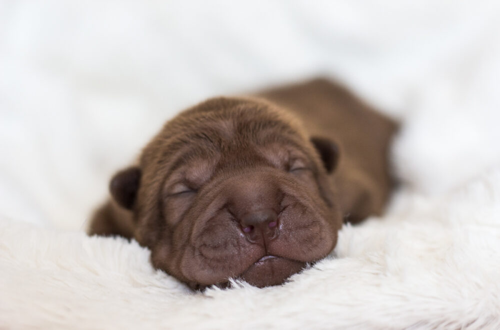 Filou – Shar Pei von der Asamweide