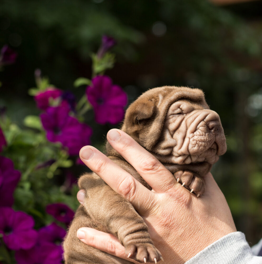 Filou – Shar Pei von der Asamweide